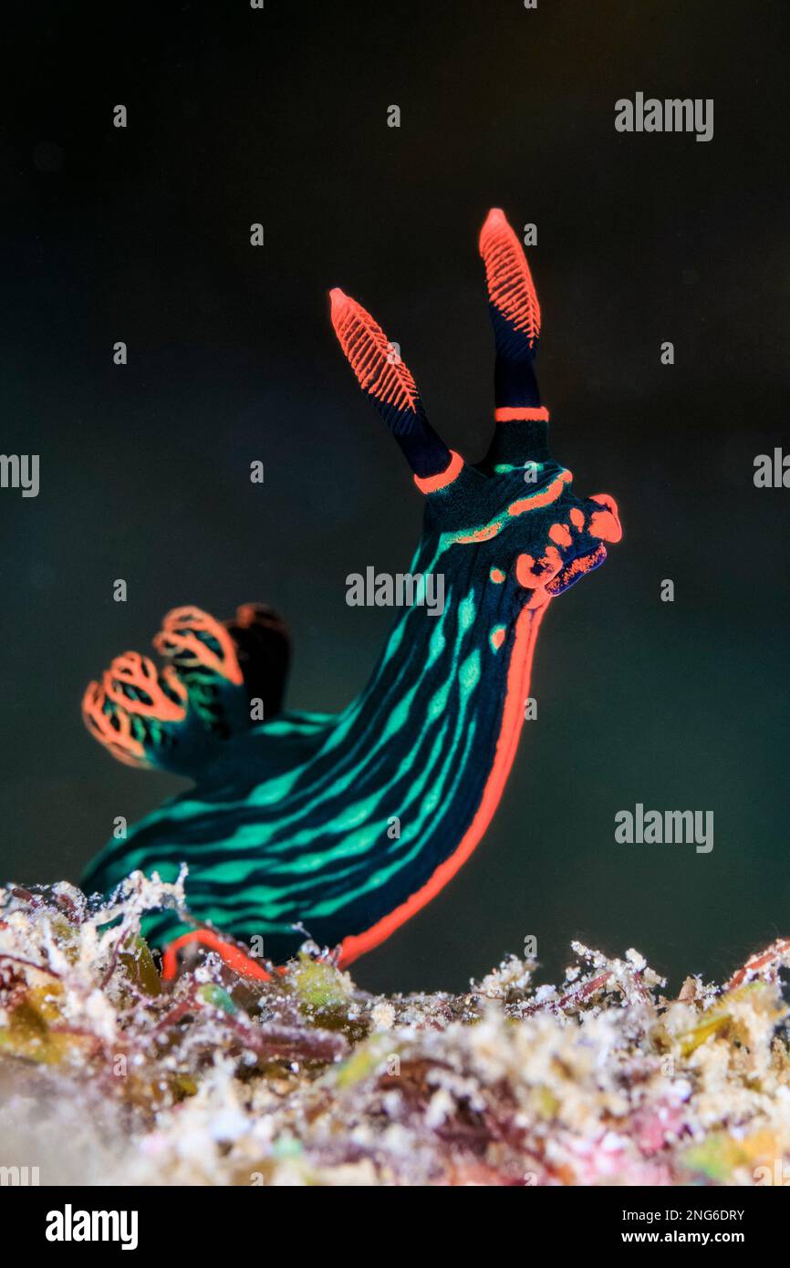 variable neon slug, Nembrotha kubaryana, aka dusky nembrotha, Ticao ...