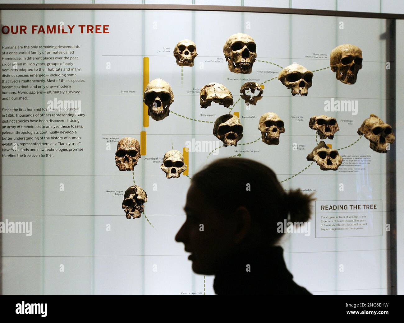 A woman stands by the "Family Tree" evolution display, during media ...
