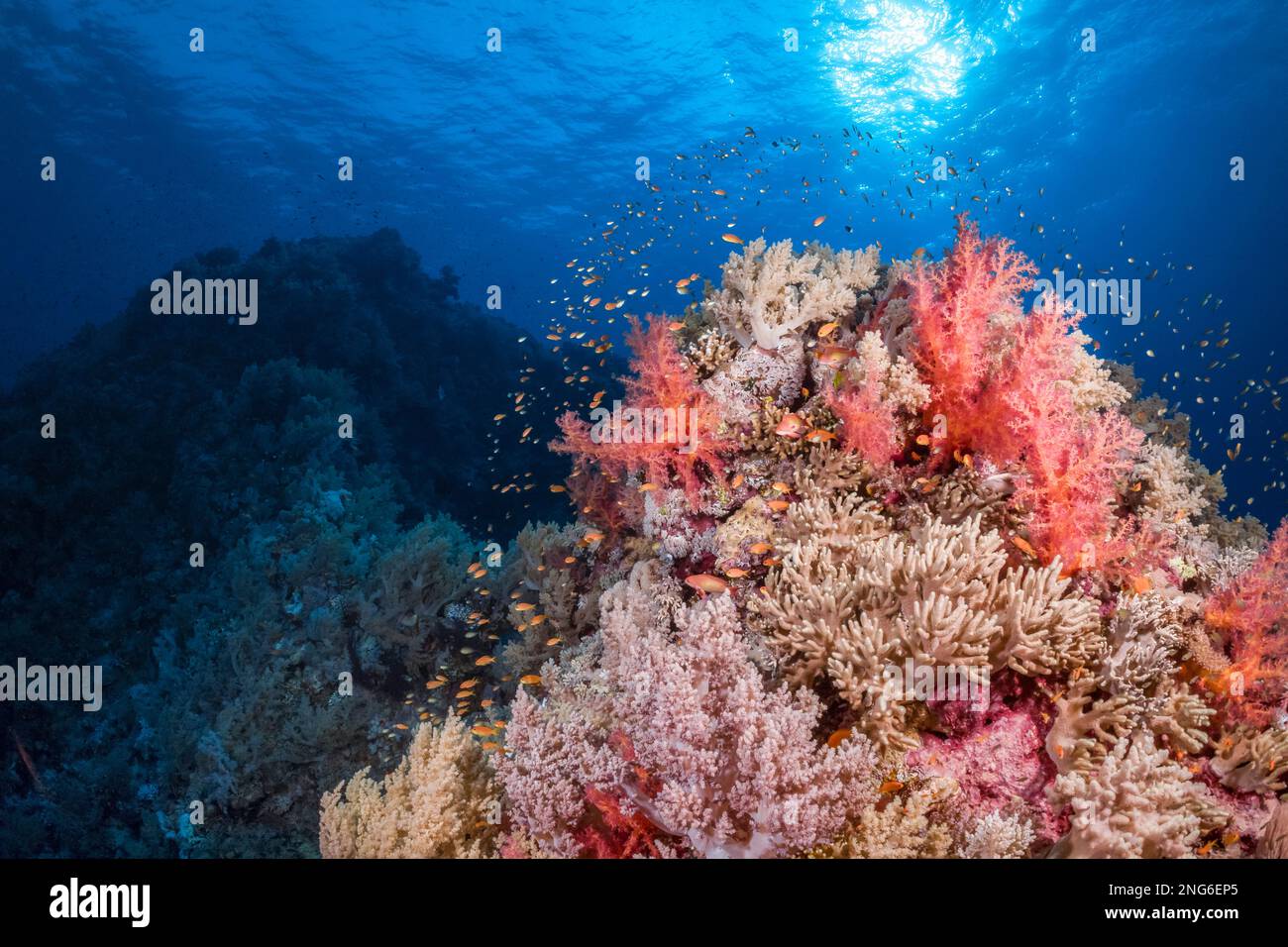 Habili abu diab hi-res stock photography and images - Alamy Habili abu diab hi-res stock photography and images - Alamy