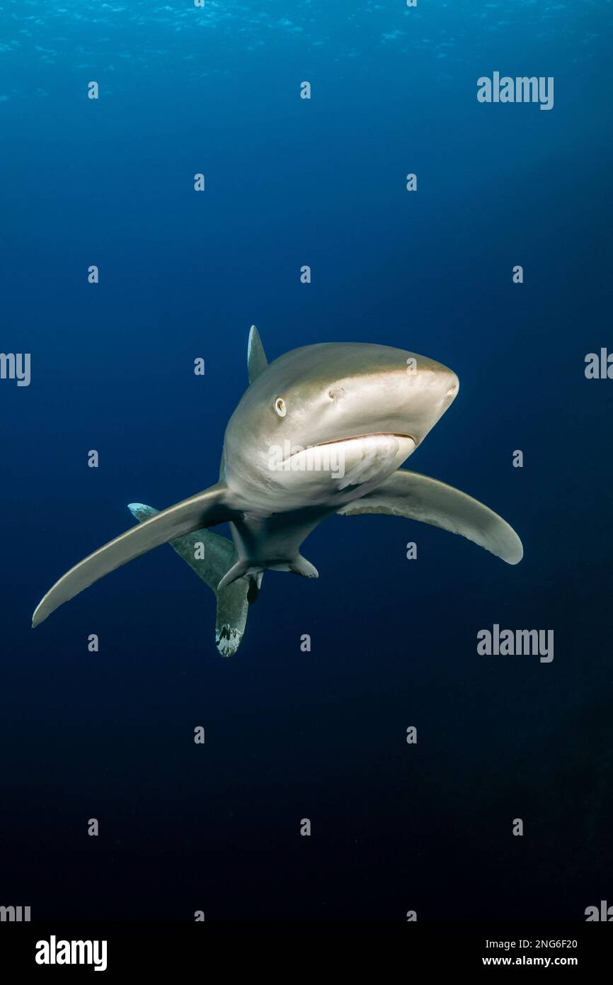 oceanic whitetip shark, Carcharhinus longimanus, Elphinstone Reef ...