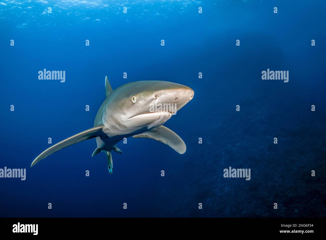 oceanic whitetip shark, Carcharhinus longimanus, Elphinstone Reef ...