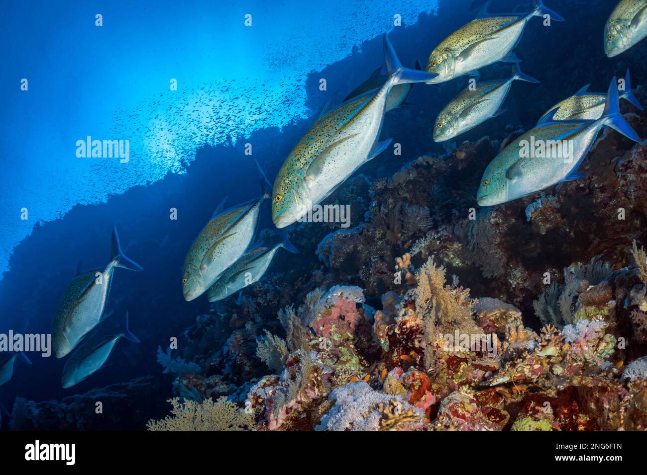 Group of Bluefin Trevally with Reef, Jack, Caranx melampygus, Small ...