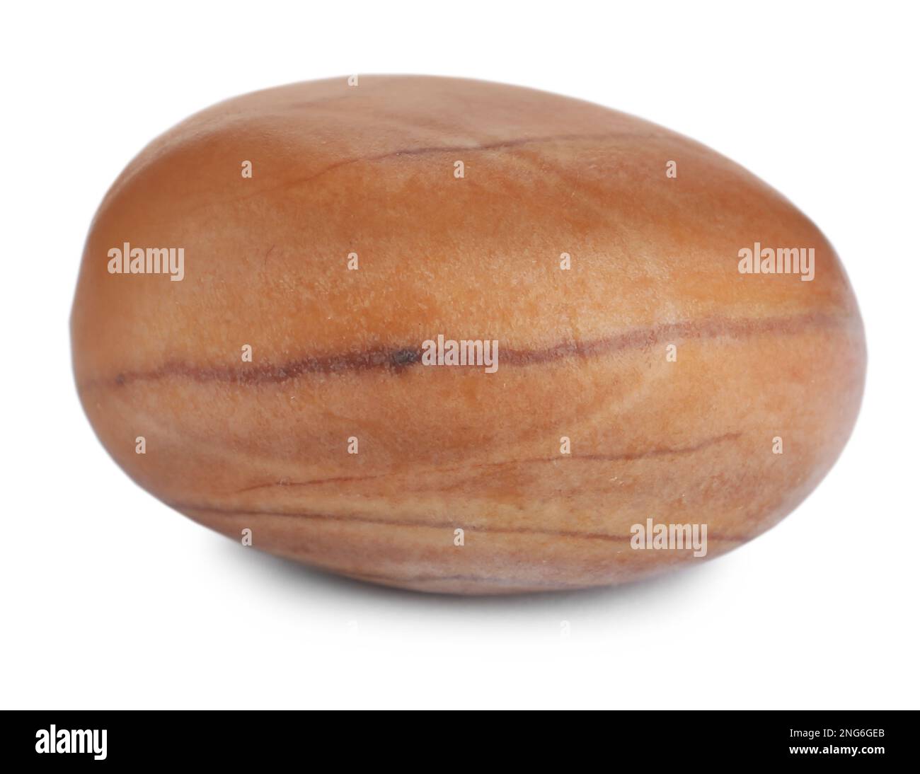 Fresh raw jackfruit seed isolated on white Stock Photo - Alamy