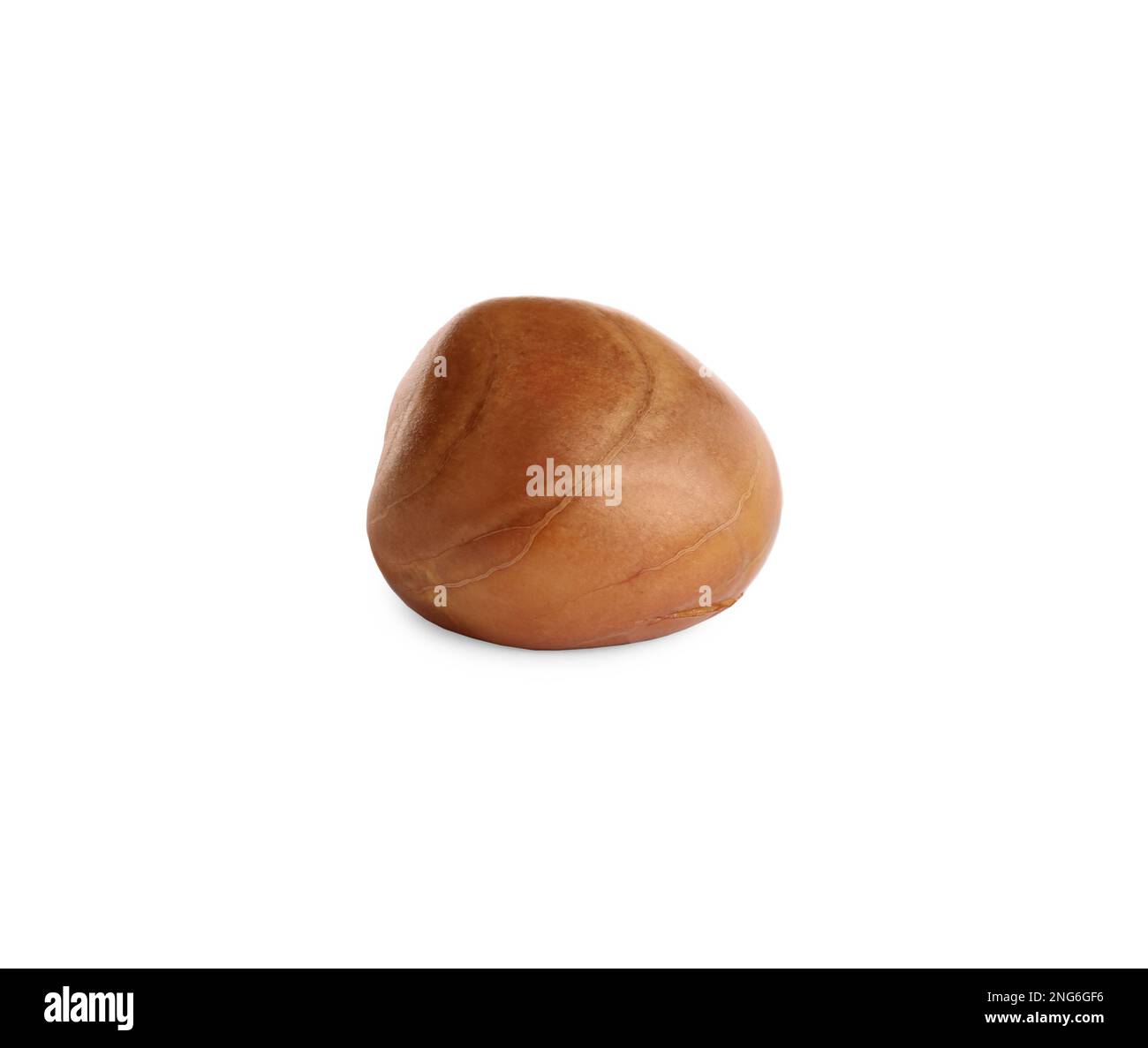 Fresh raw jackfruit seed isolated on white Stock Photo - Alamy