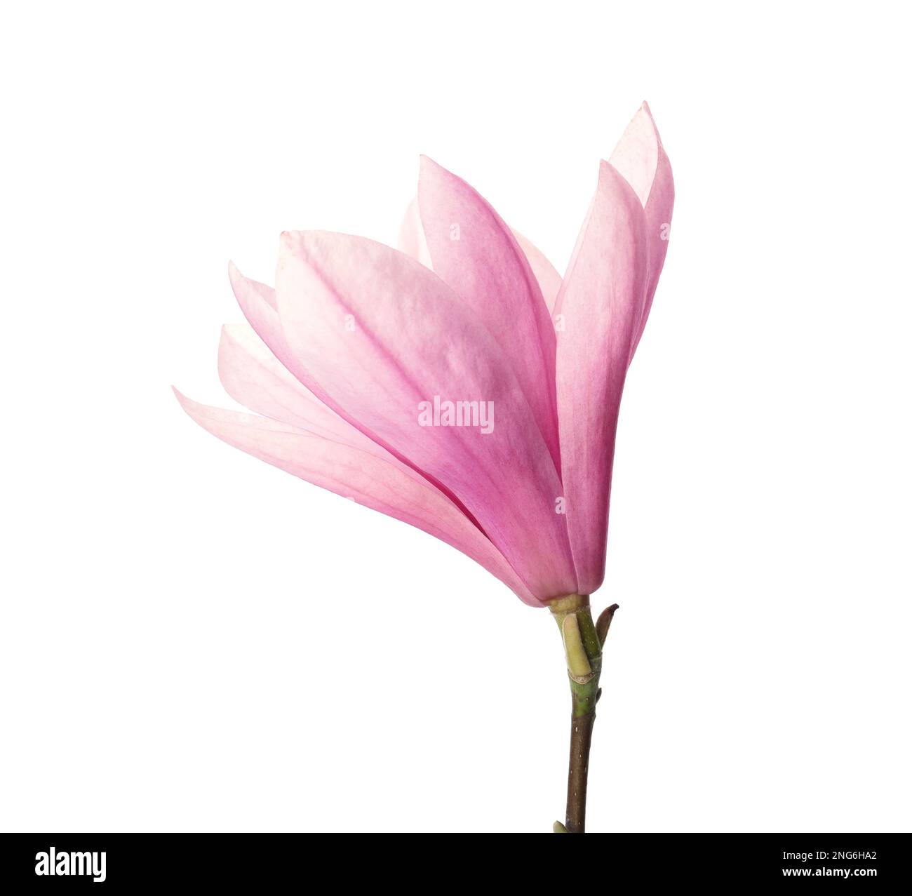 March delicate magnolia blossom hi-res stock photography and images - Alamy
