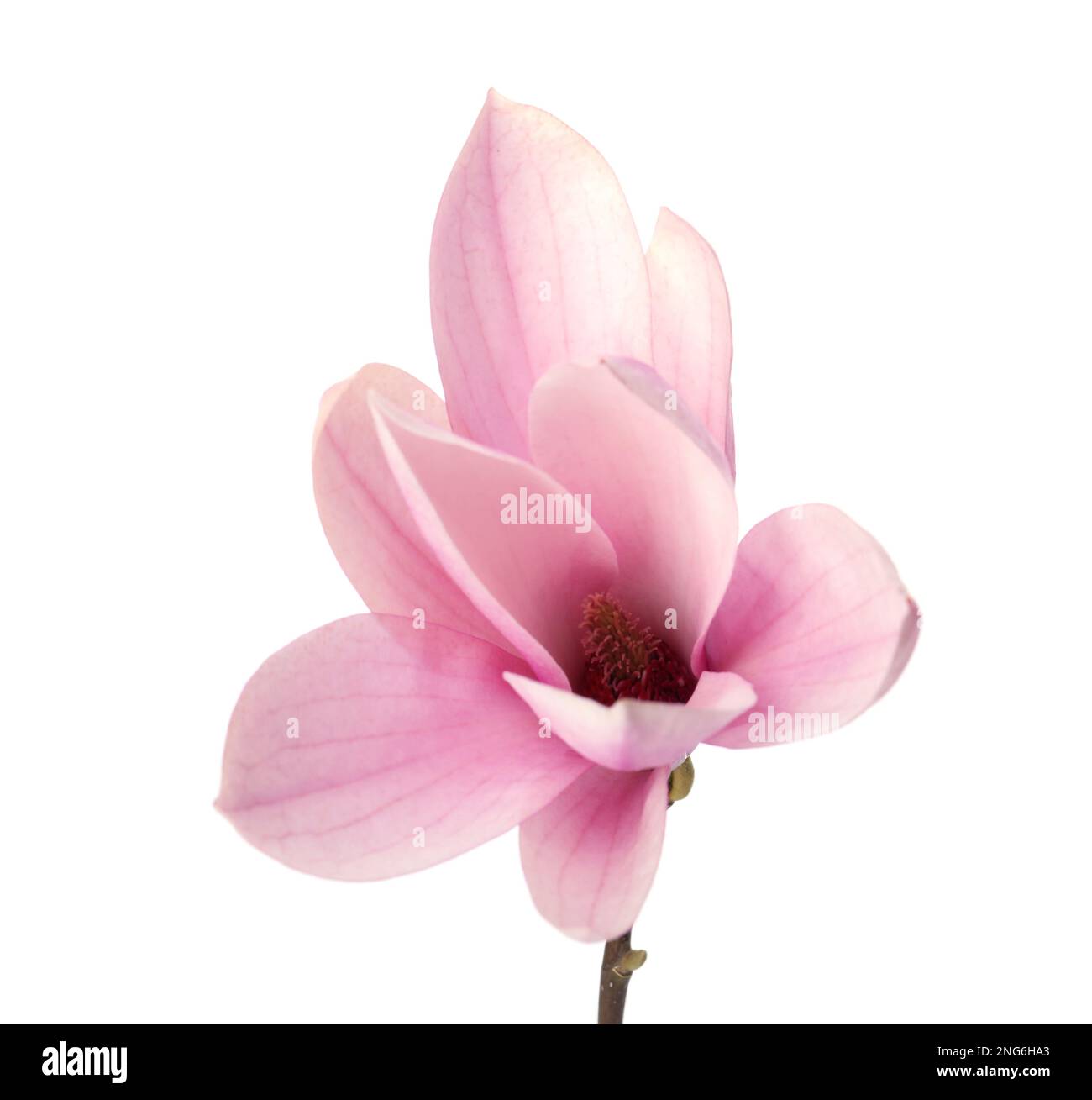 Spring flowering magnolia tree Cut Out Stock Images & Pictures - Alamy