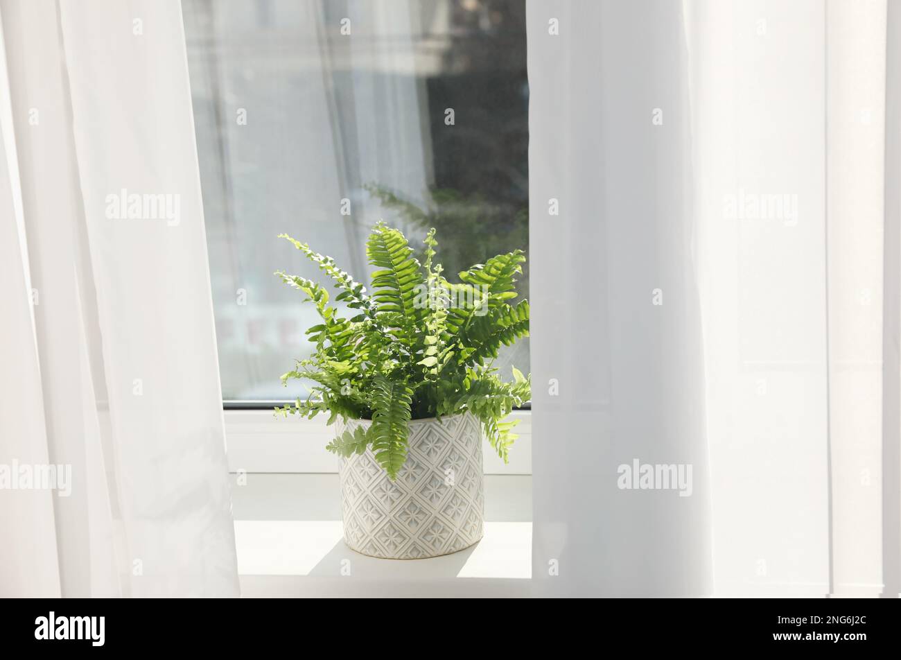 Beautiful fresh potted fern on window sill indoors Stock Photo - Alamy