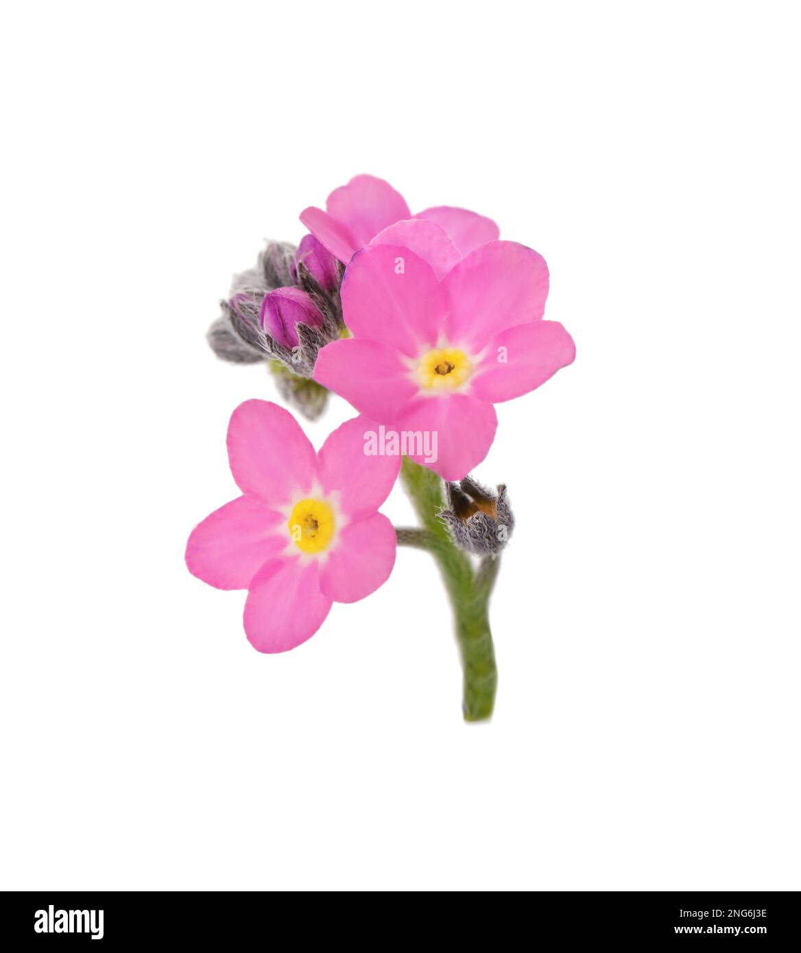 Delicate pink Forget-me-not flowers on white background Stock Photo - Alamy