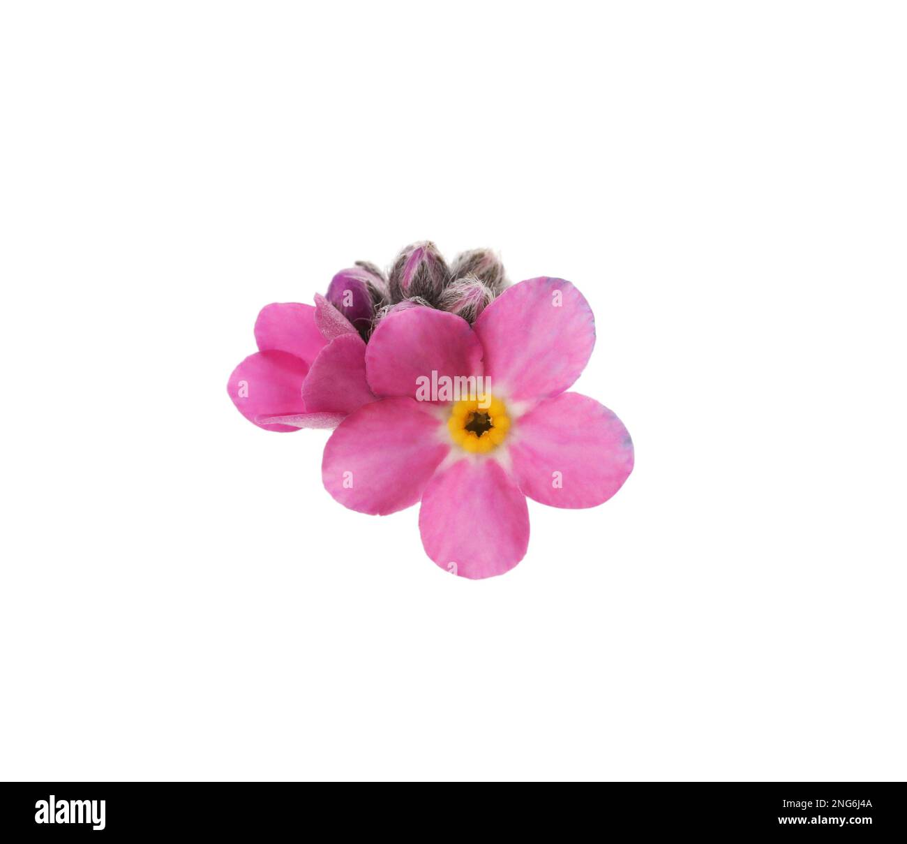 Beautiful pink Forget-me-not flowers on white background Stock Photo ...