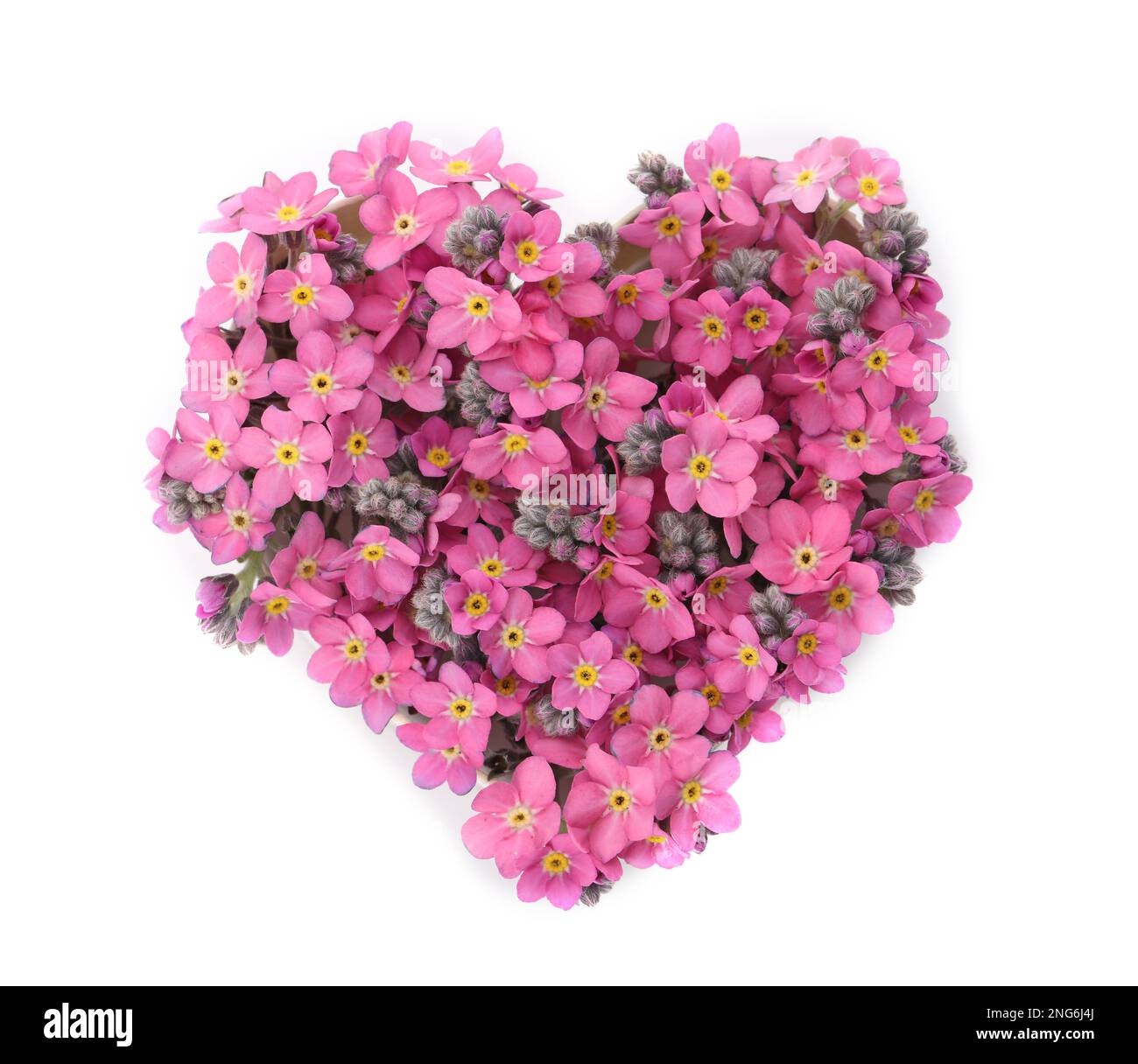 Heart made with beautiful Forget-me-not flowers isolated on white Stock ...