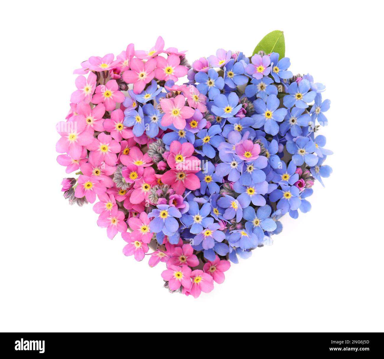 Heart made with beautiful Forget-me-not flowers isolated on white Stock ...