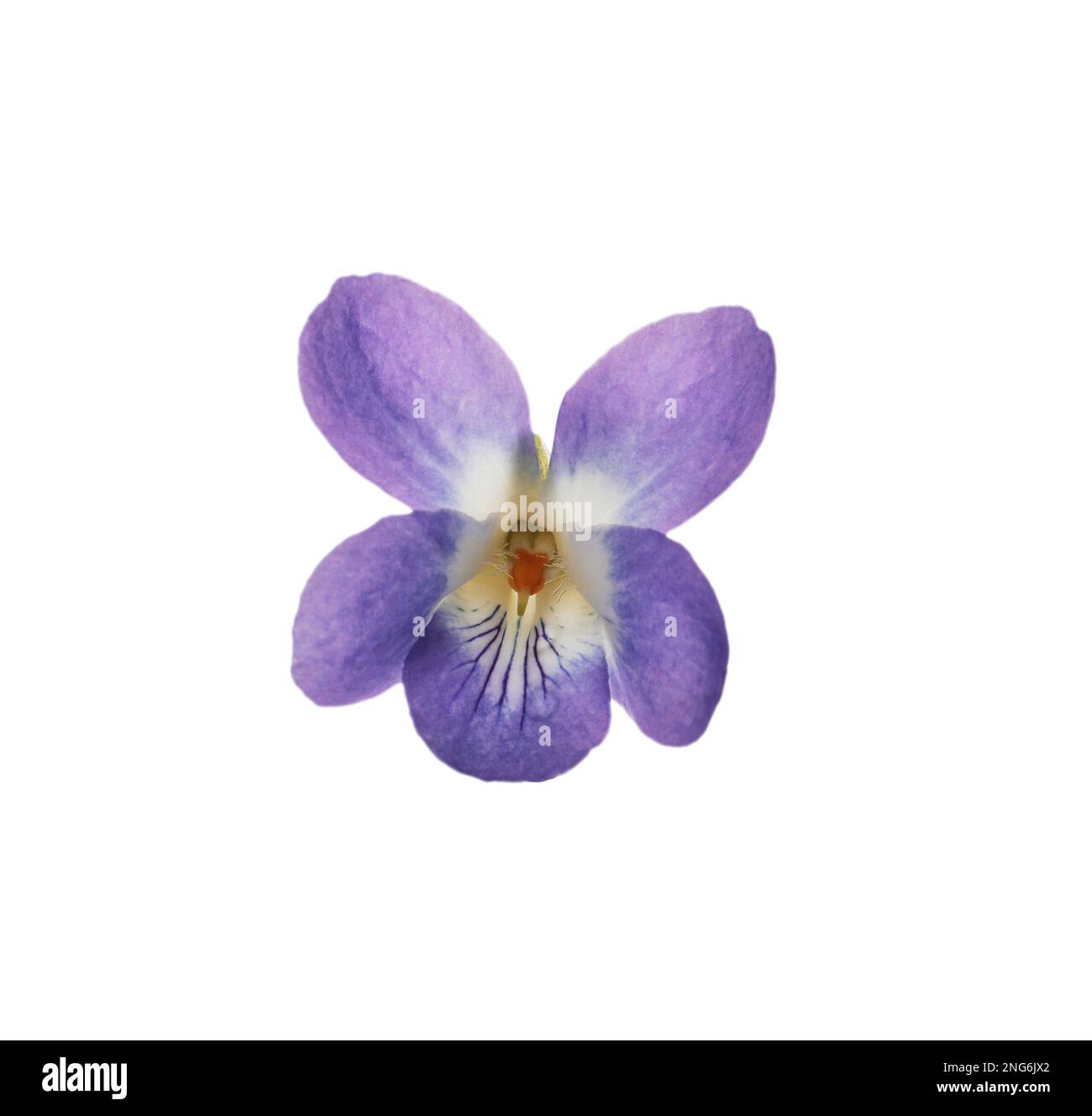 Beautiful wood violet on white background. Spring flower Stock Photo ...