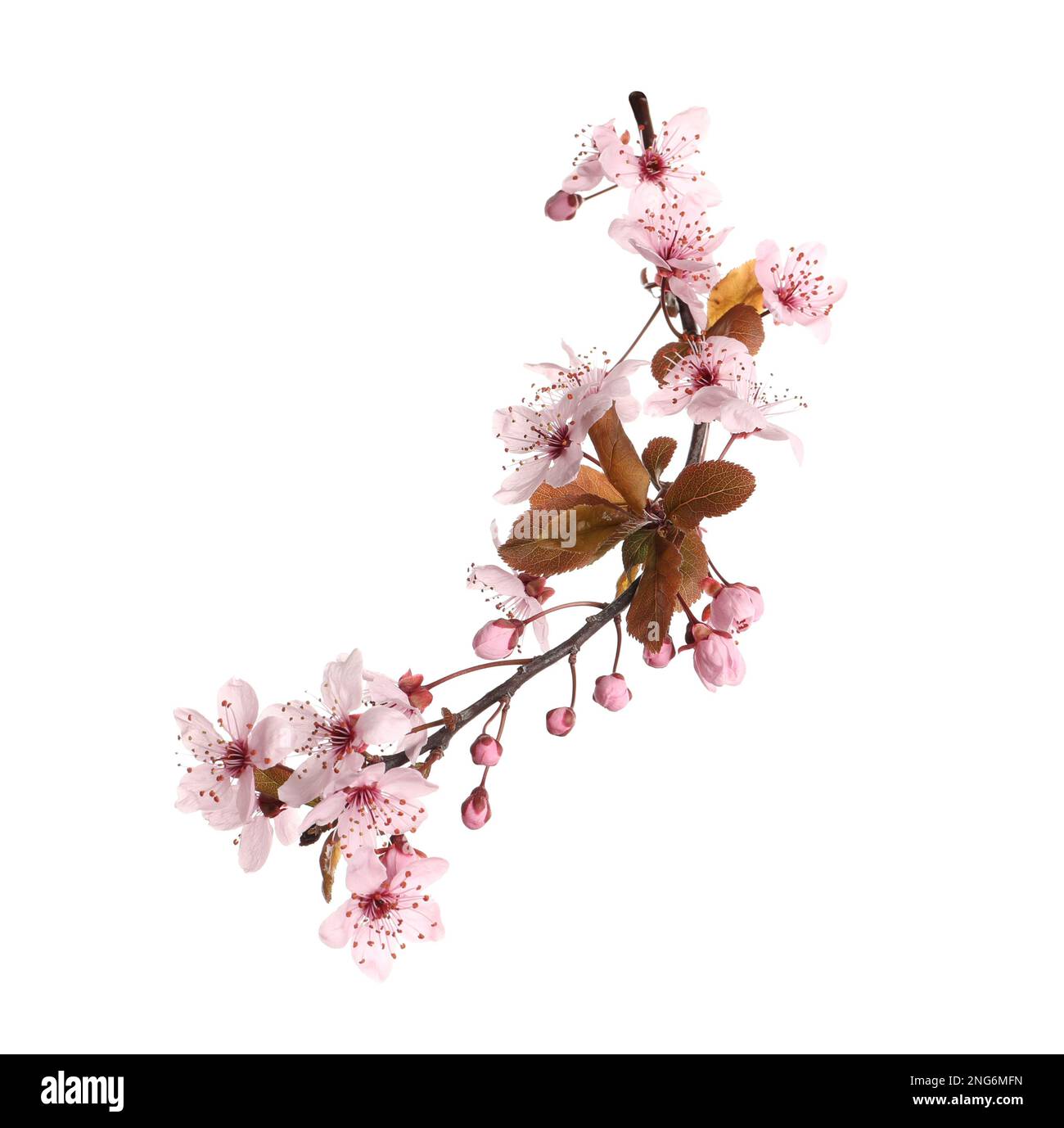 Sakura tree branch with beautiful pink blossoms isolated on white Stock ...