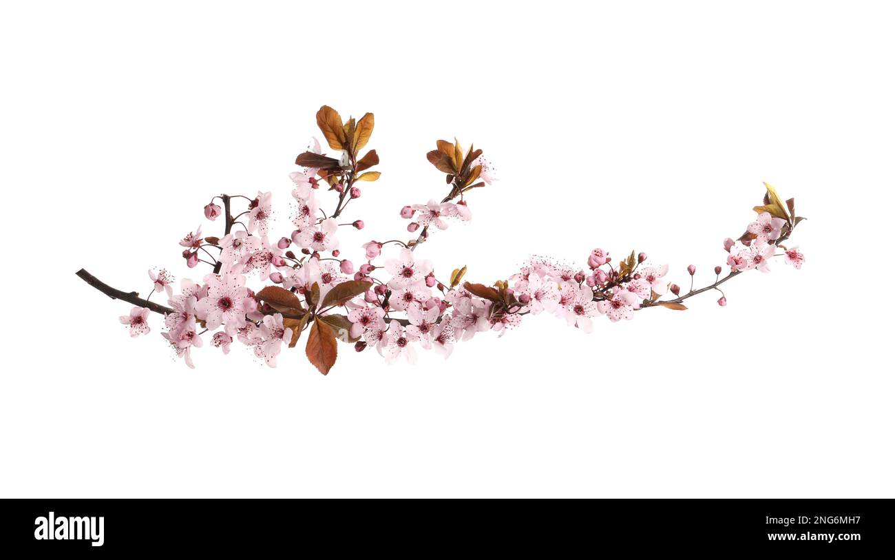 Sakura tree branch with beautiful pink blossoms isolated on white Stock ...