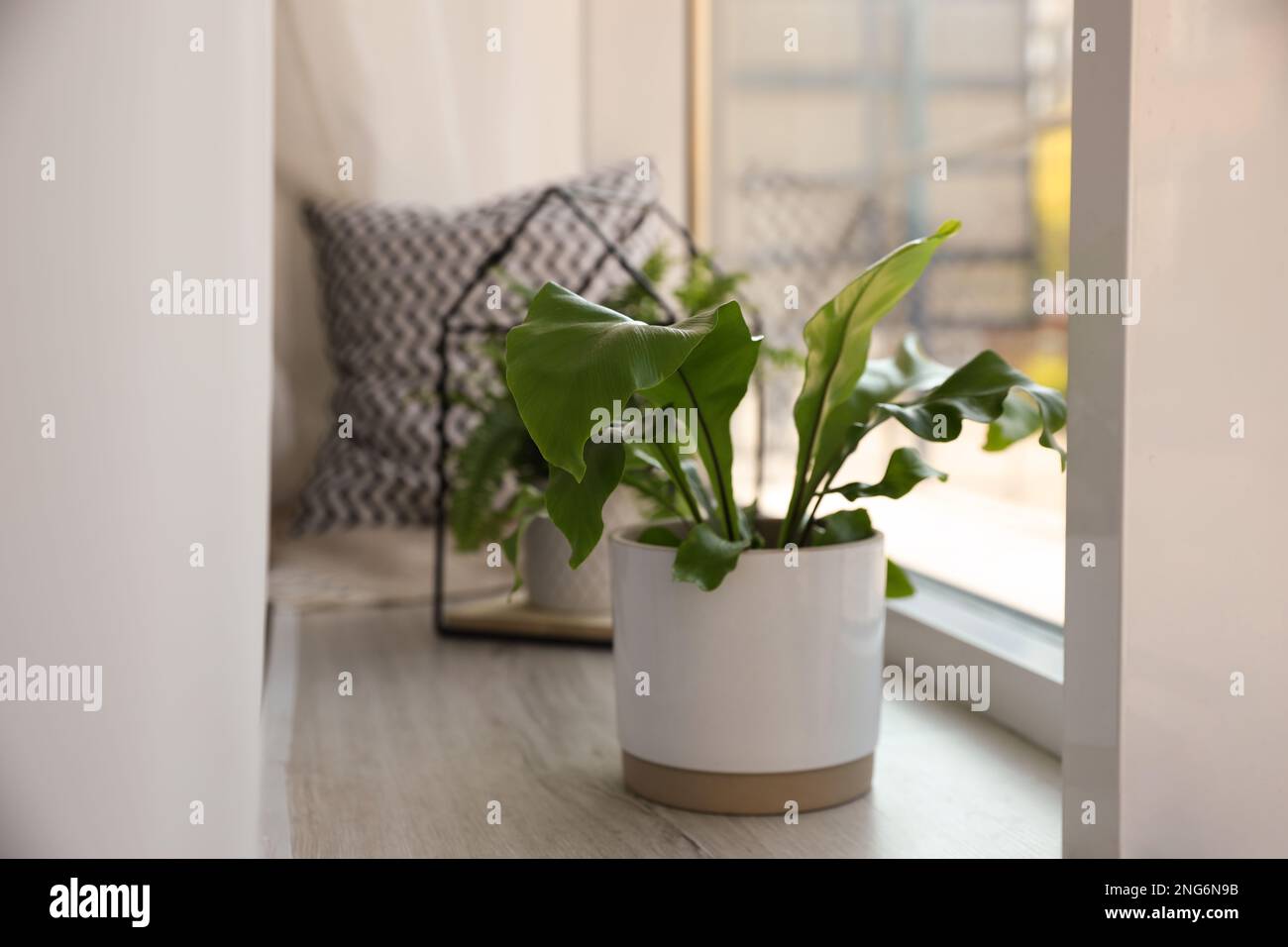 Beautiful potted fern on window sill indoors Stock Photo - Alamy