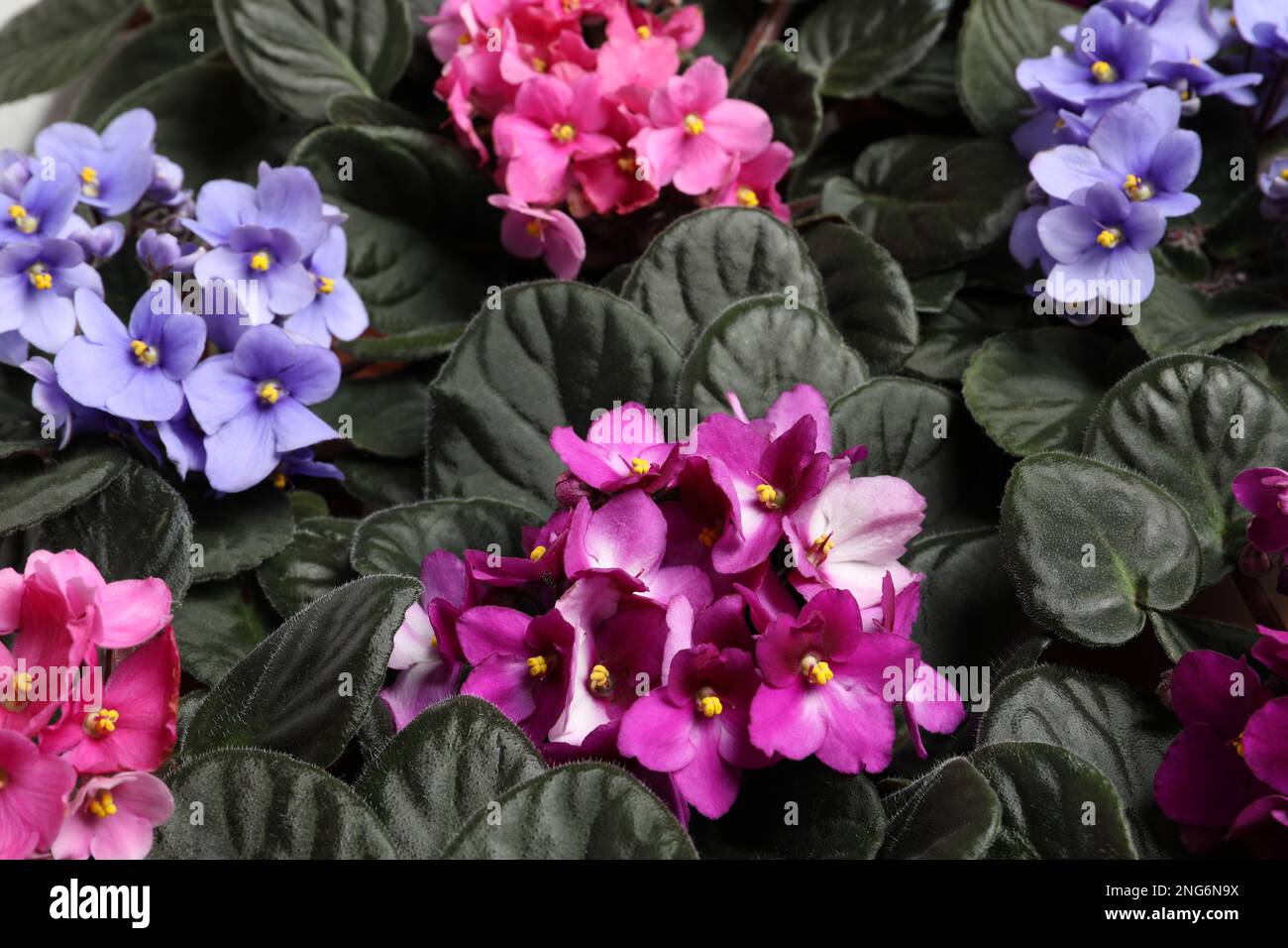 Beautiful blooming violets as background. Plants for house decor Stock Photo - Alamy