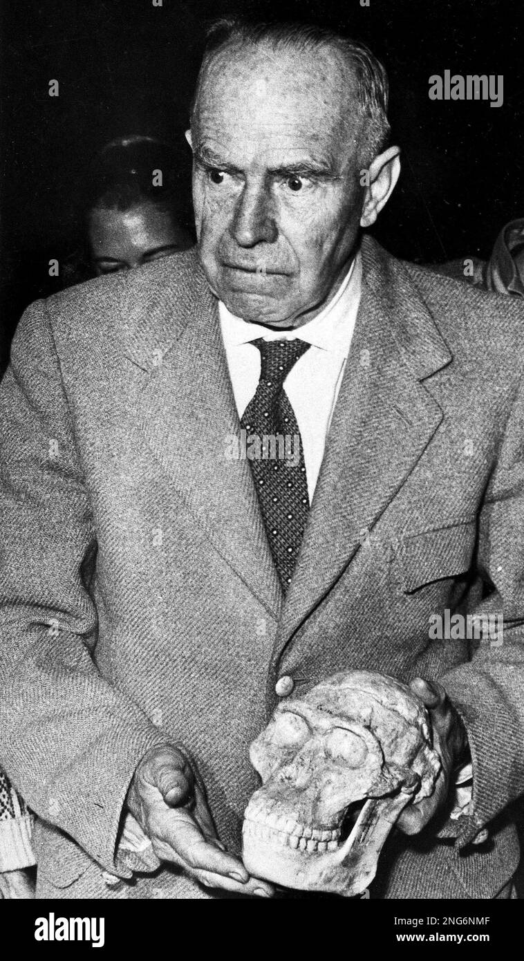 South African archaelogist Prof. Raymond Dart holds the reconstructed ...