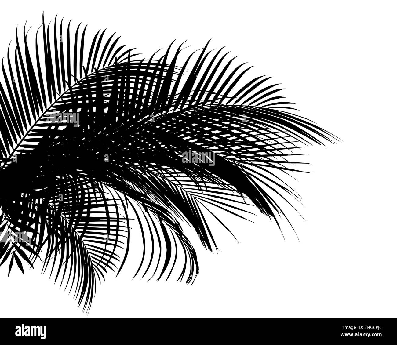 Palm leaves on white background Black and White Stock Photos & Images ...