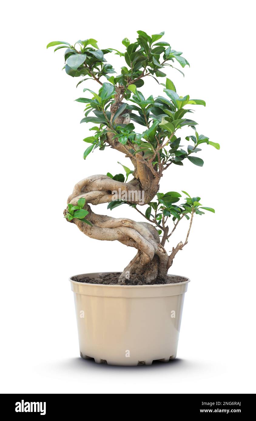Beautiful bonsai tree in pot isolated on white Stock Photo - Alamy