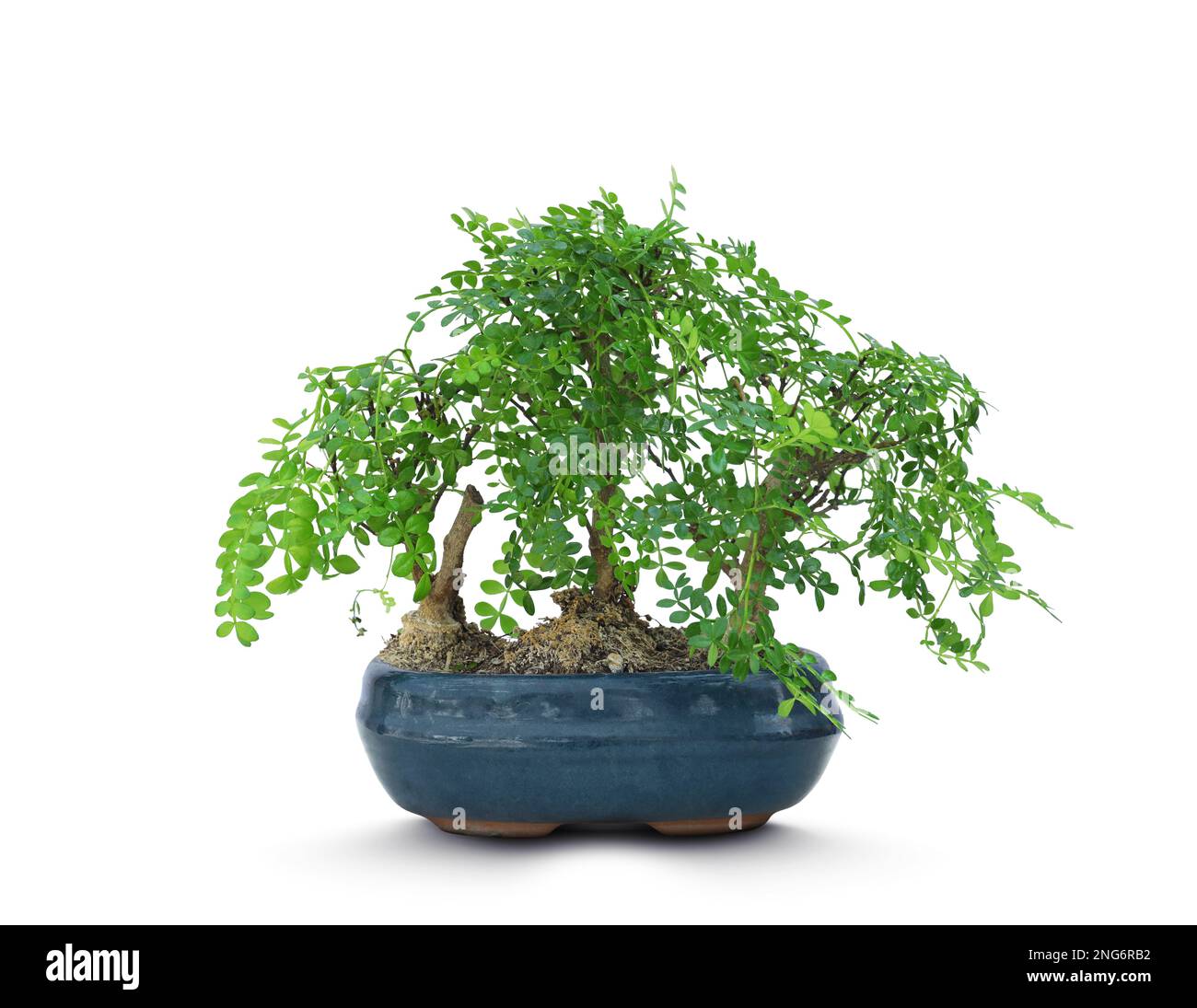 Beautiful bonsai tree in pot isolated on white Stock Photo - Alamy