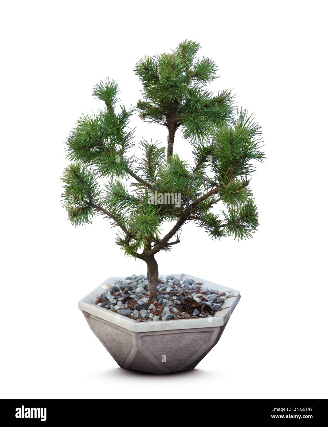 Beautiful bonsai tree in pot isolated on white Stock Photo - Alamy
