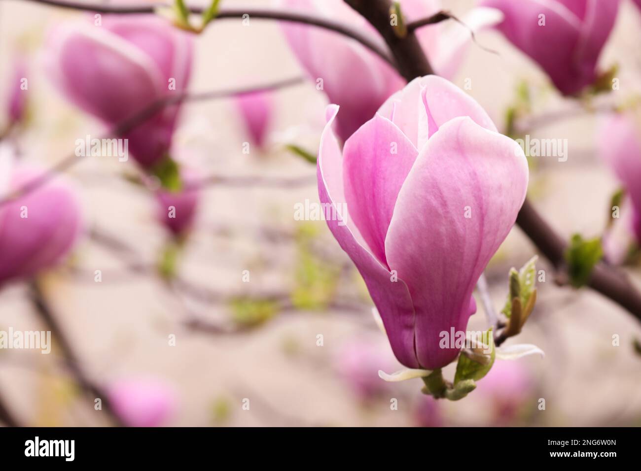 Beautiful magnolia tree with pink blossom outdoors, closeup. Spring ...