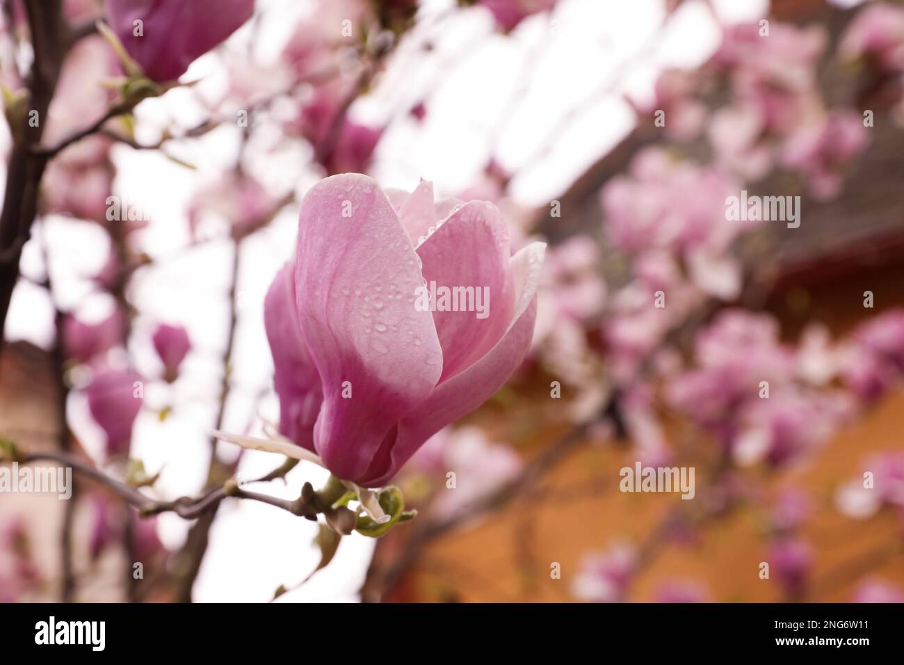 Wet magnolia hi-res stock photography and images - Alamy
