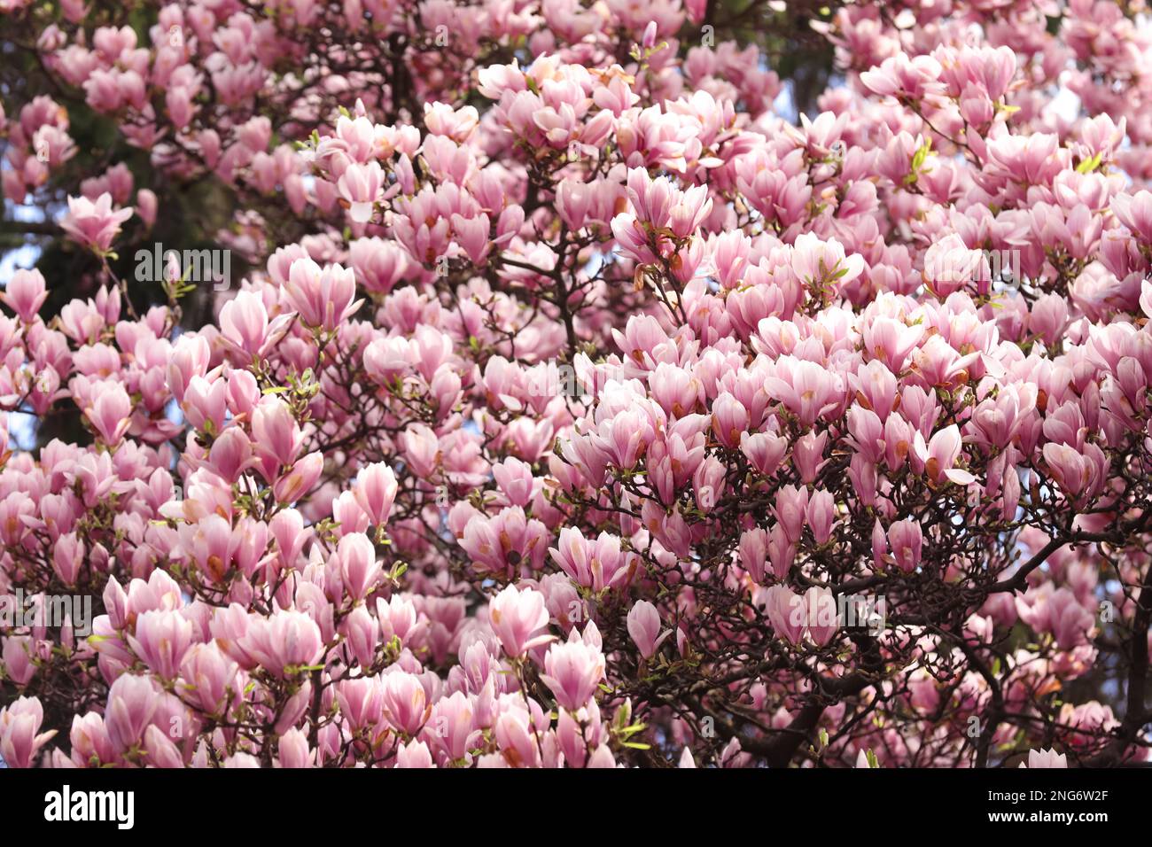 Beautiful magnolia tree with pink blossom outdoors. Spring season Stock ...