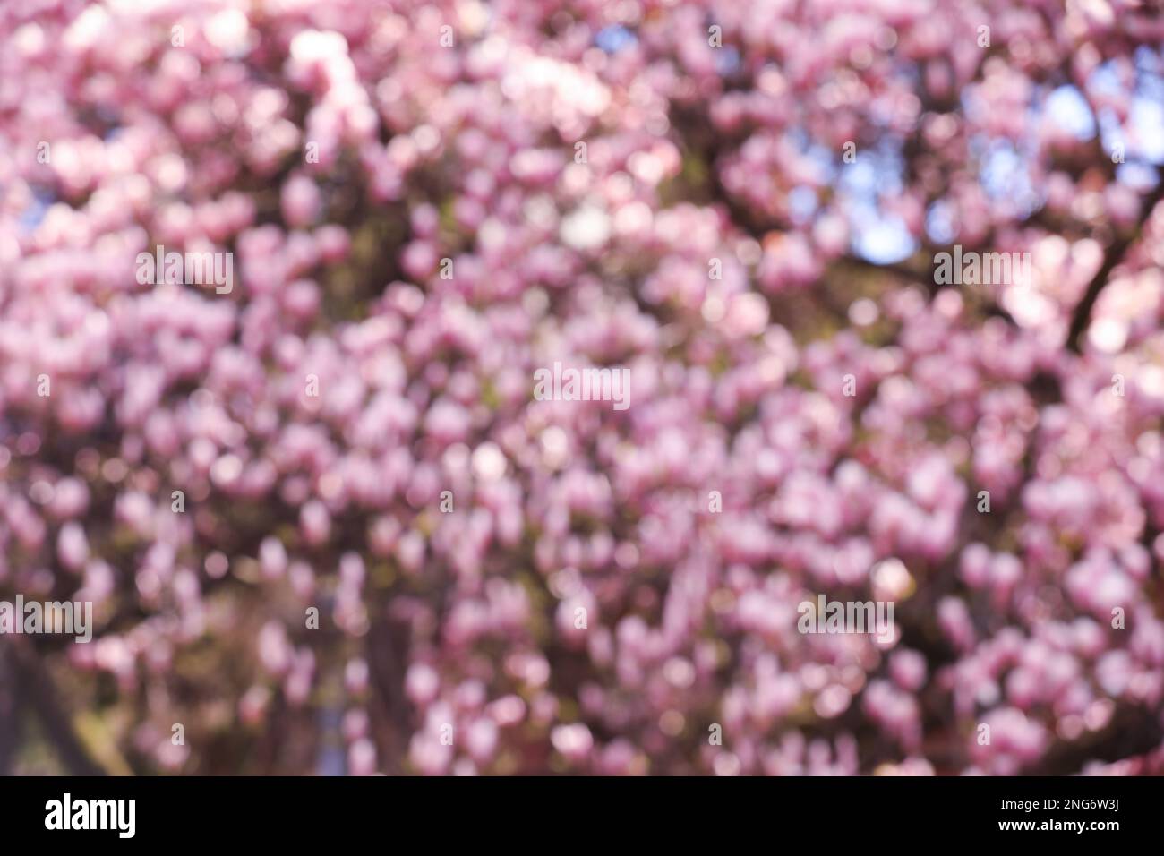 Blurred view of beautiful tree with pink blossom outdoors. Bokeh effect ...