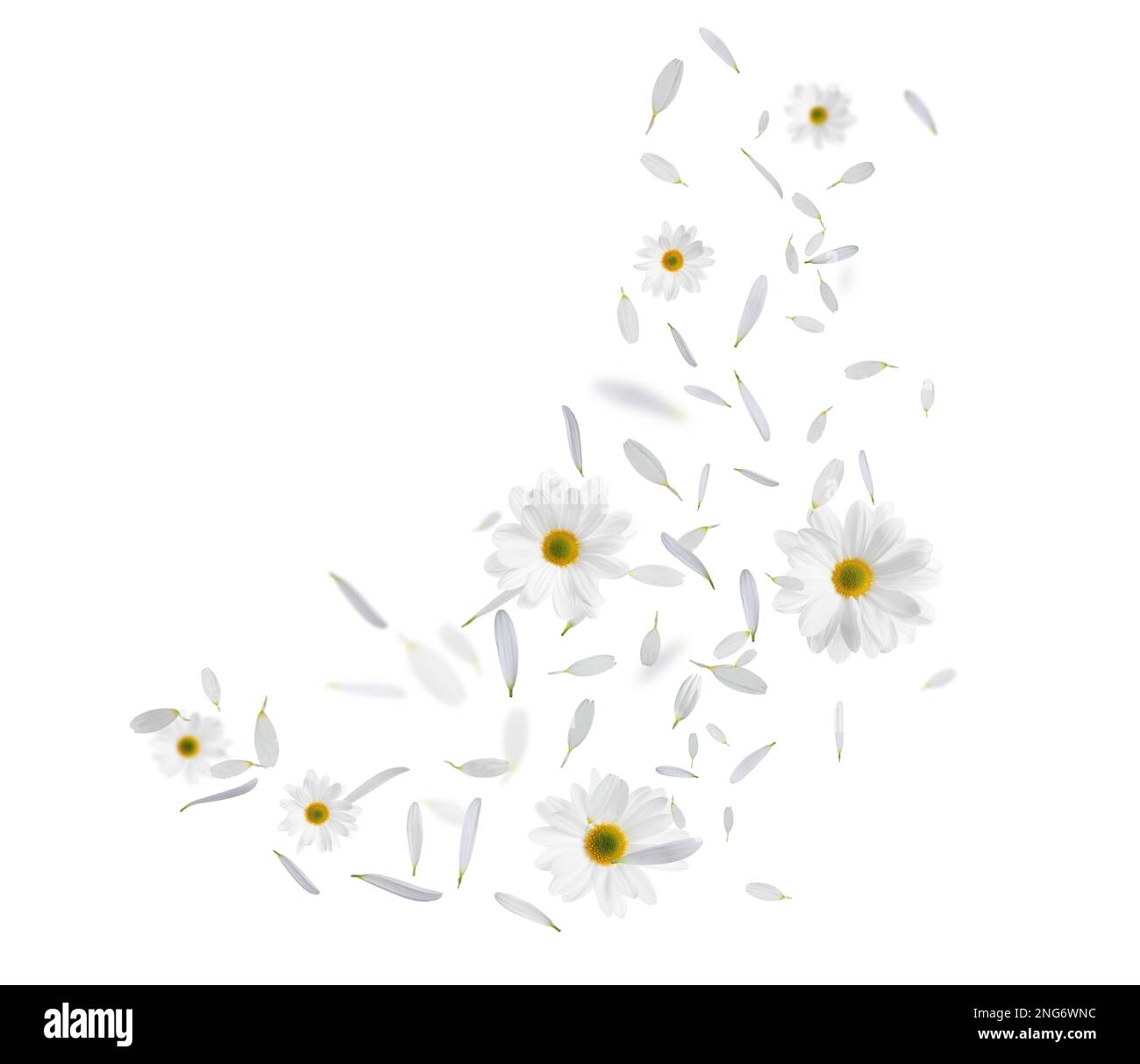 Beautiful flowers and petals flying on white background Stock Photo - Alamy