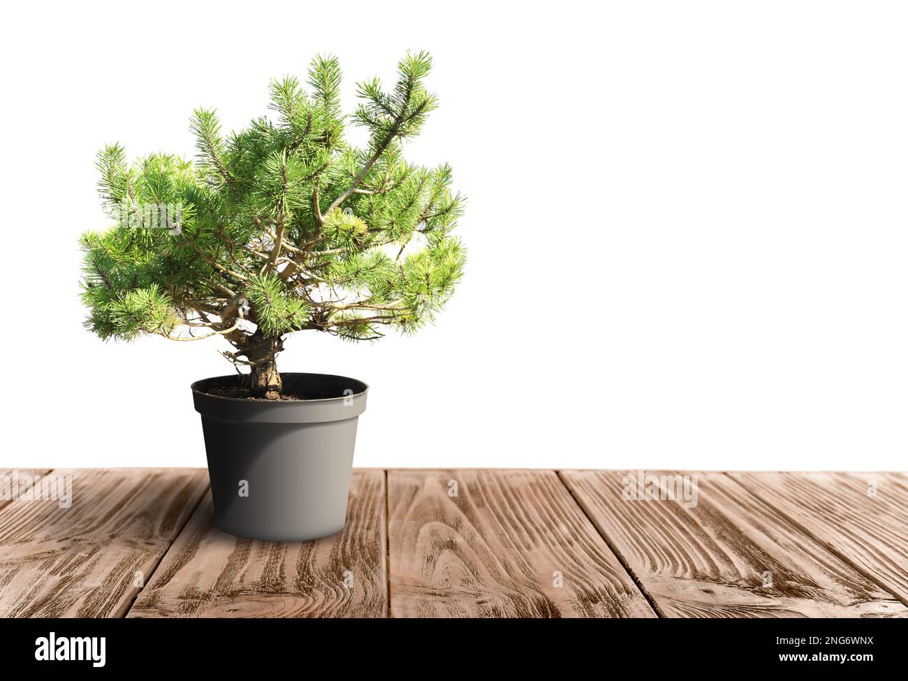 Tabletop bonsai hi-res stock photography and images - Alamy