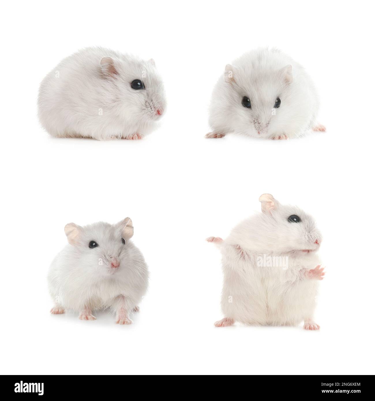 Set with cute funny hamsters on white background Stock Photo - Alamy