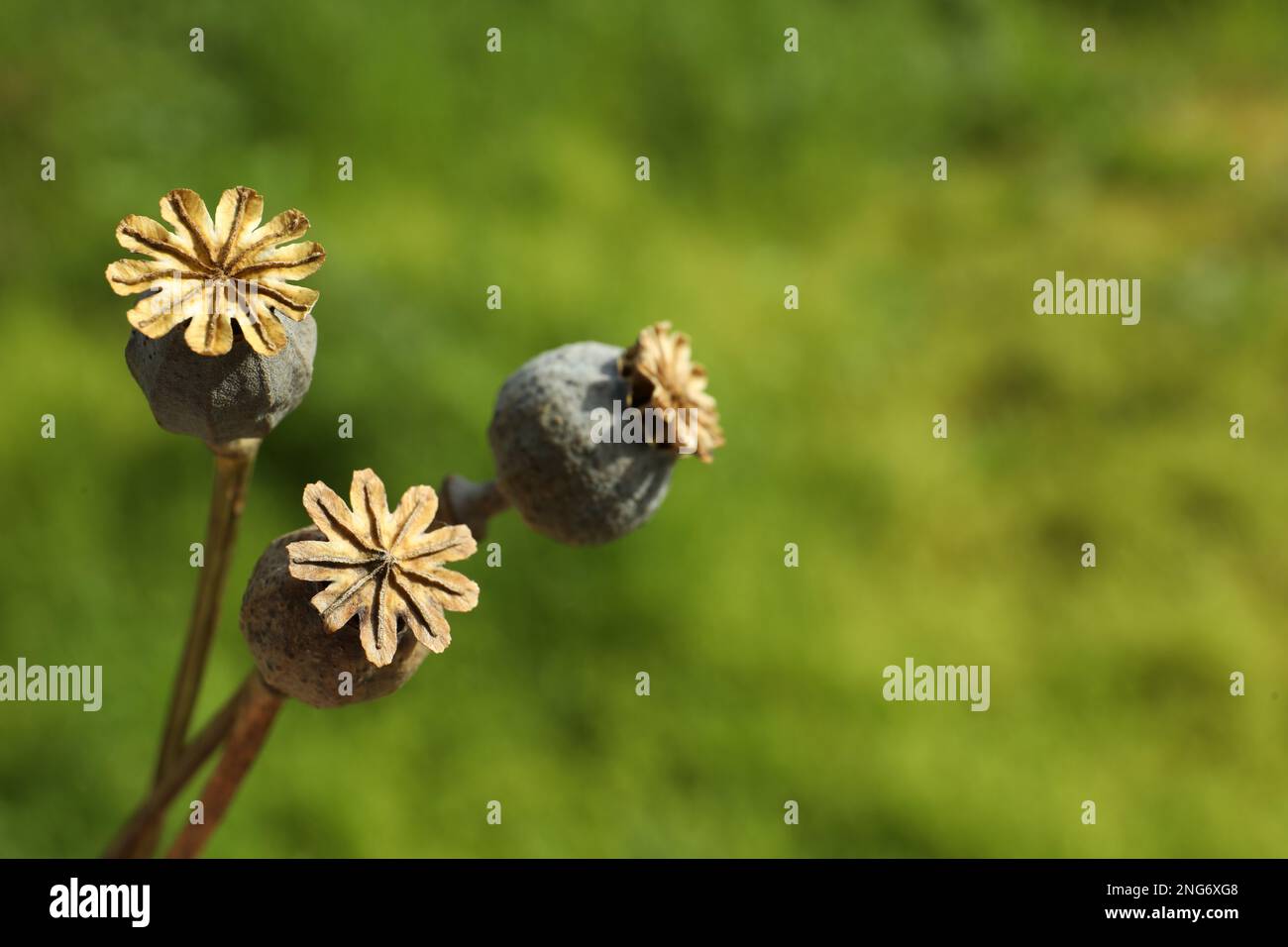 Dry poppy heads outdoors, closeup. Space for text Stock Photo - Alamy