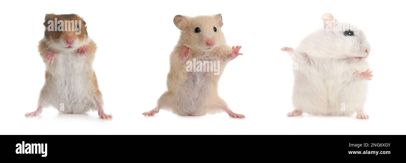 Set with cute funny hamsters on white background. Banner design Stock ...
