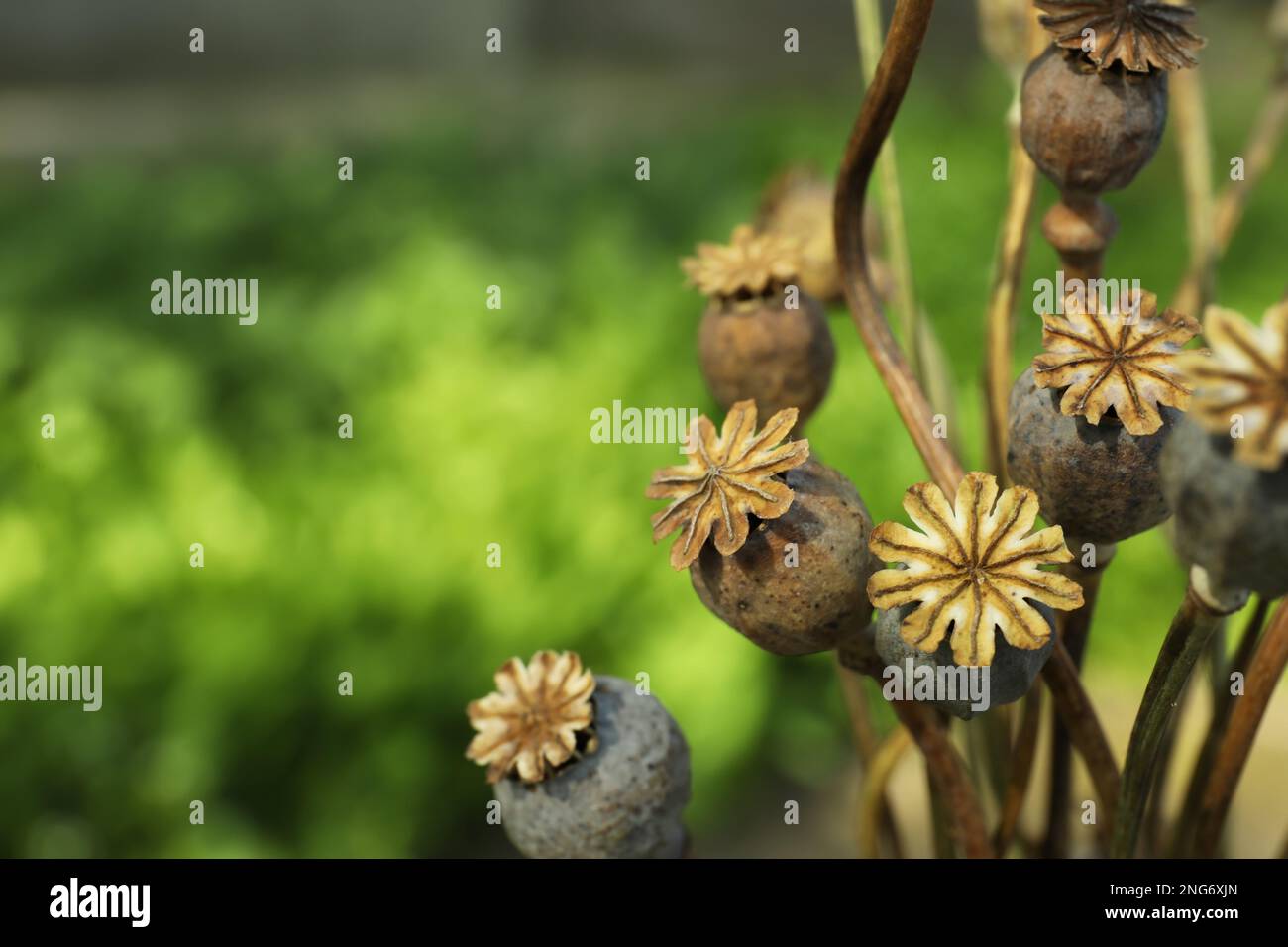 Dry poppy heads outdoors, closeup. Space for text Stock Photo - Alamy