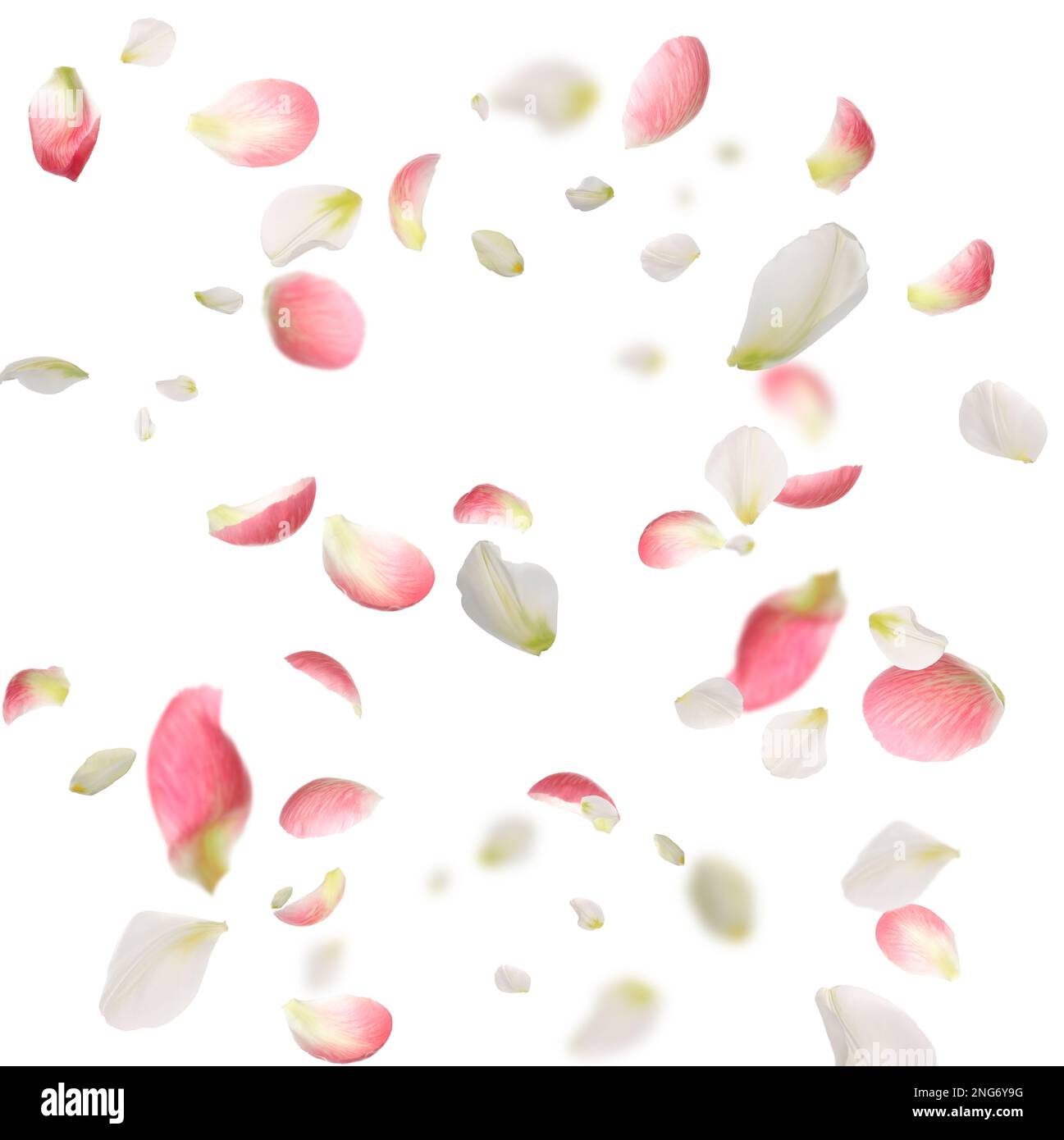 Beautiful tender petals flying on white background Stock Photo - Alamy