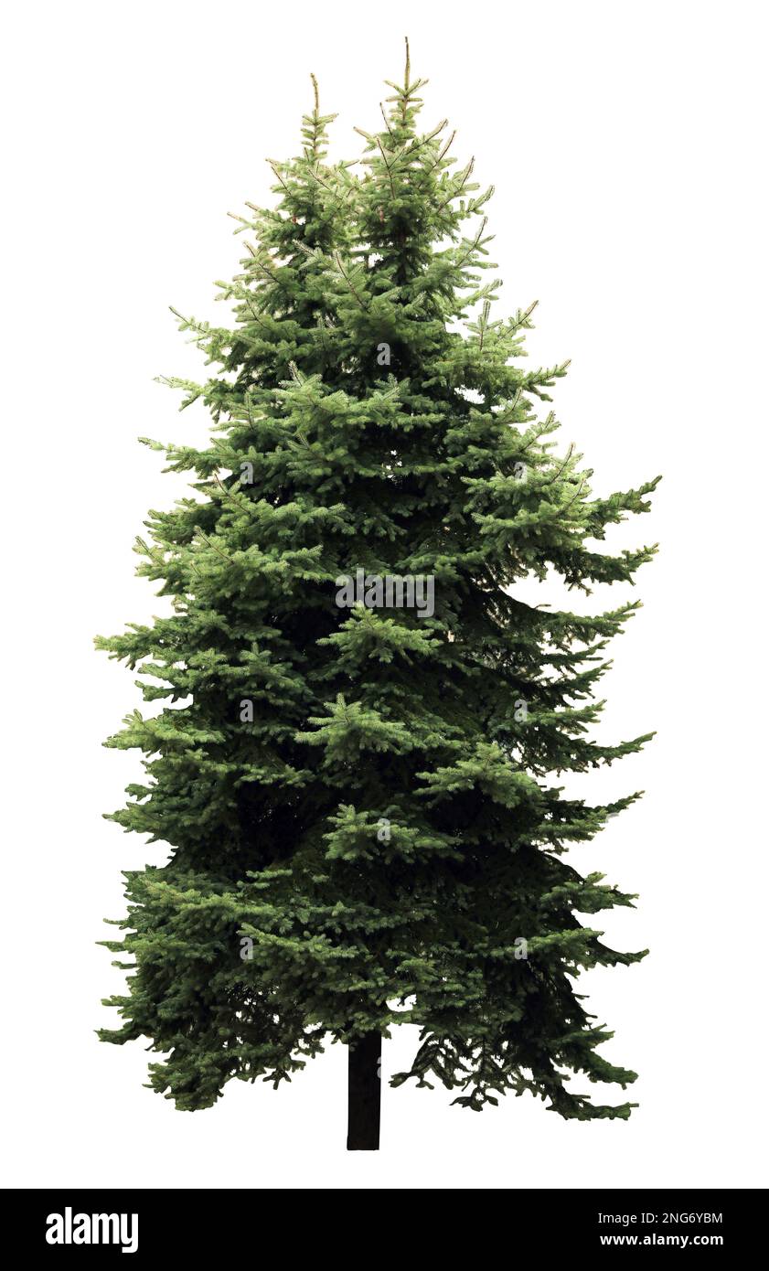 Beautiful evergreen fir tree on white background Stock Photo - Alamy
