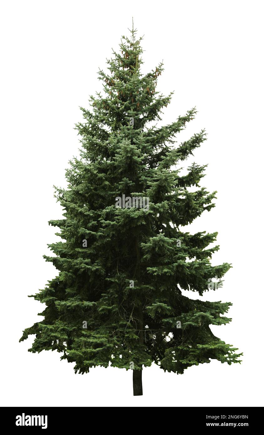 Beautiful evergreen fir tree on white background Stock Photo - Alamy