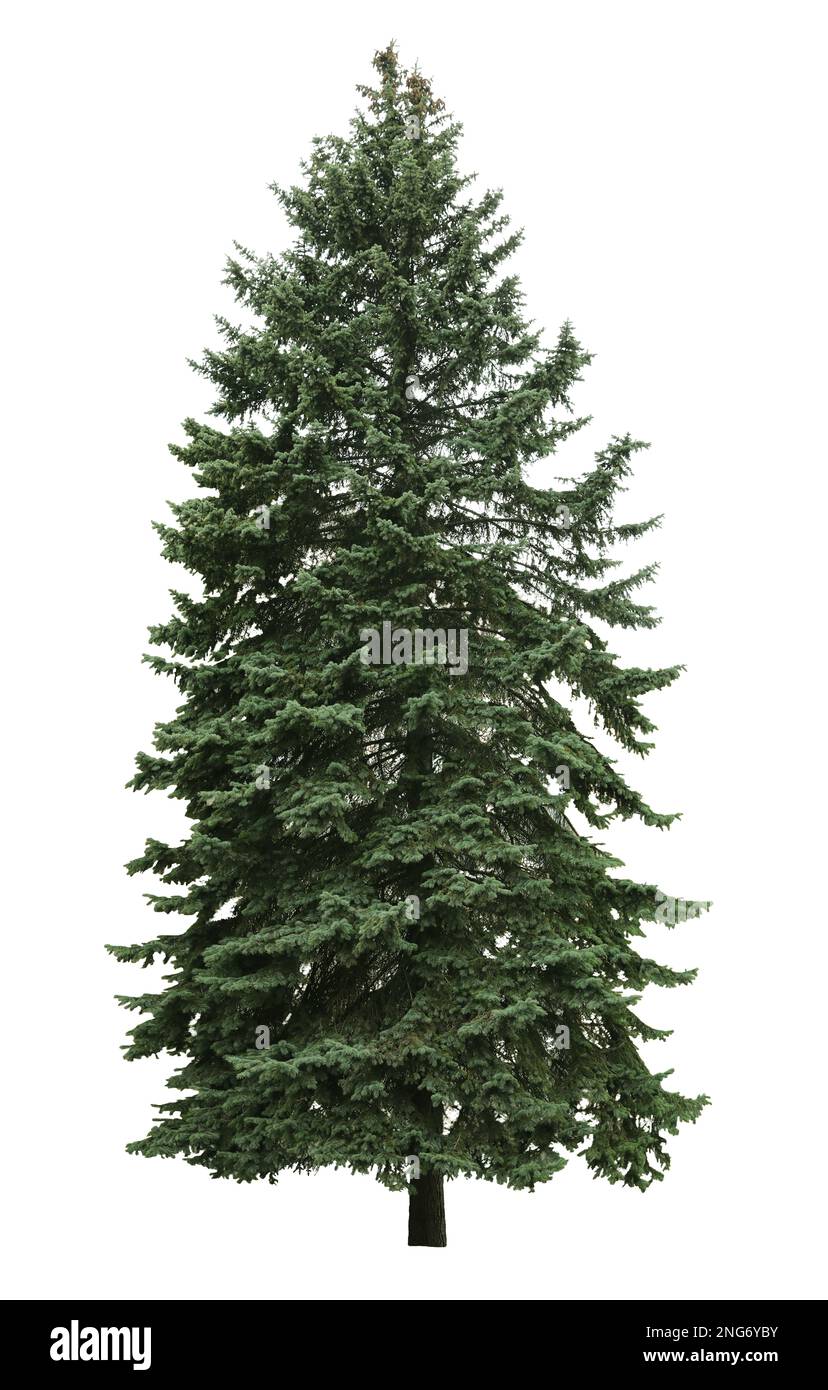 Beautiful evergreen fir tree on white background Stock Photo - Alamy