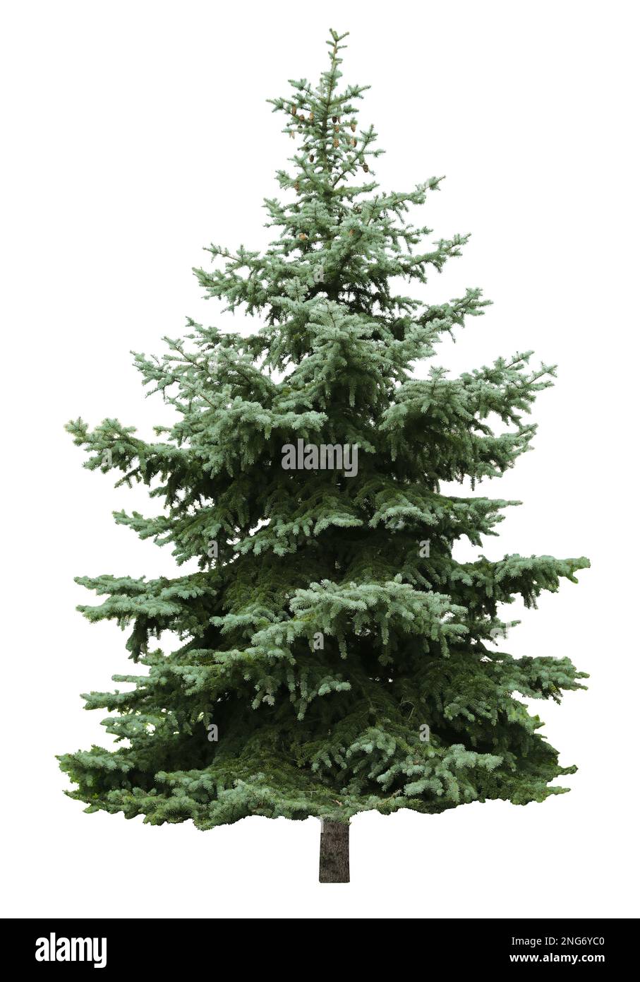 Beautiful evergreen fir tree on white background Stock Photo - Alamy