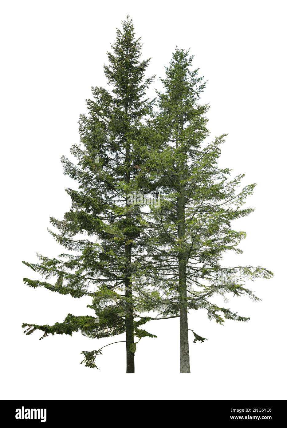 Beautiful evergreen fir trees on white background Stock Photo - Alamy