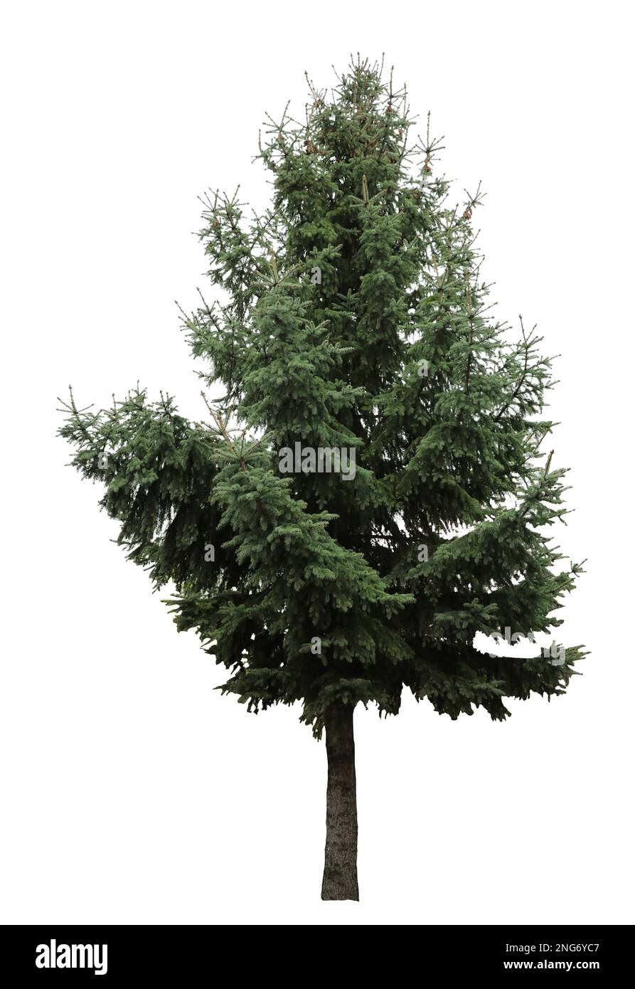 Beautiful evergreen fir tree on white background Stock Photo - Alamy