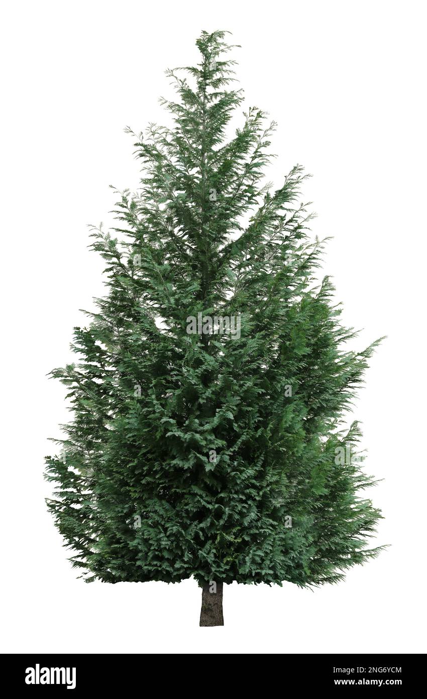 Evergreen scenery Cut Out Stock Images & Pictures - Alamy
