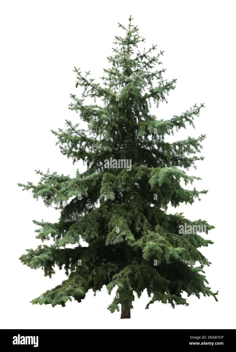 Beautiful evergreen fir tree on white background Stock Photo - Alamy