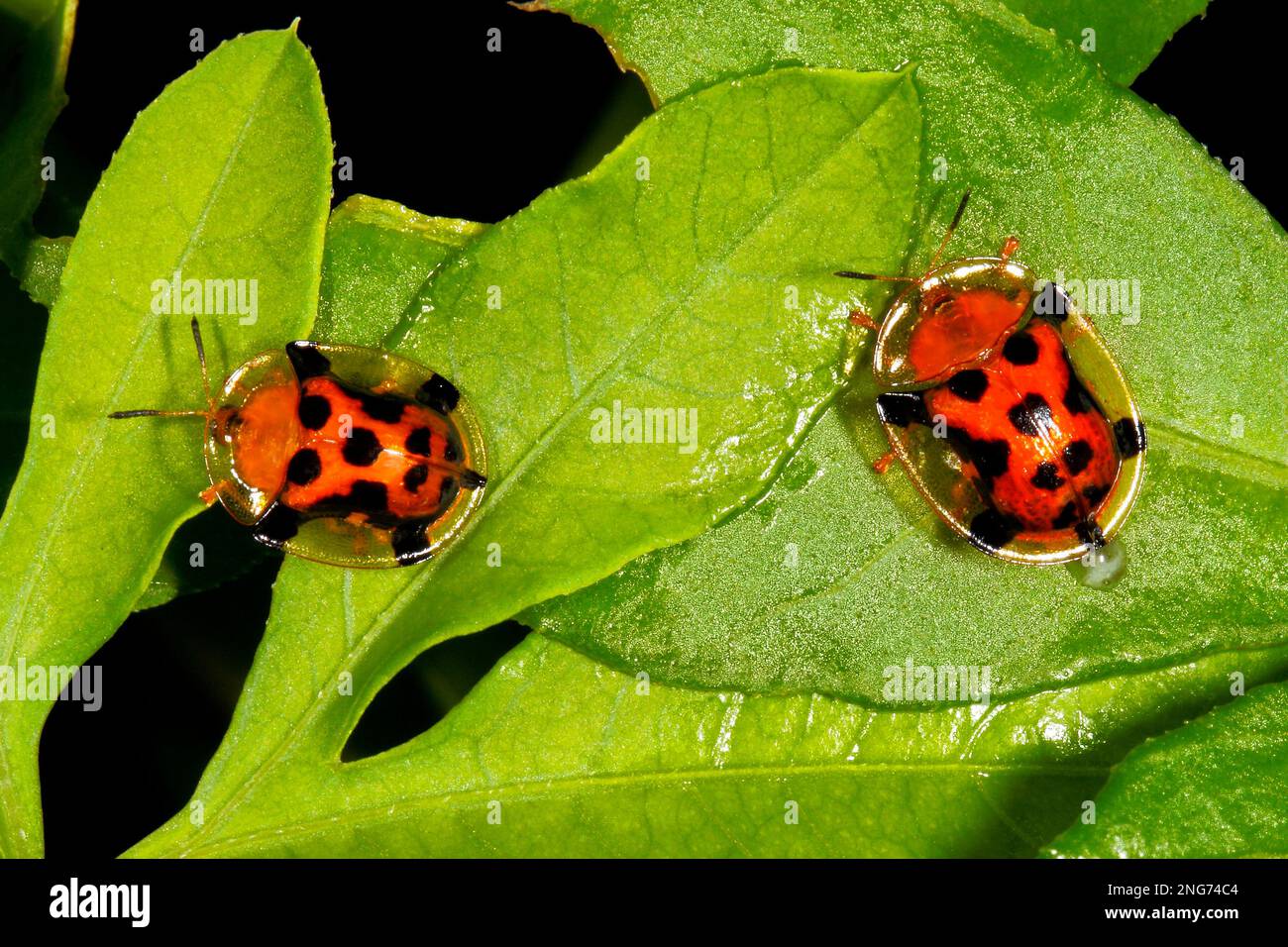 Orange Tortoise Beetle, Aspidimorpha westwoodi. Also known as Orange ...