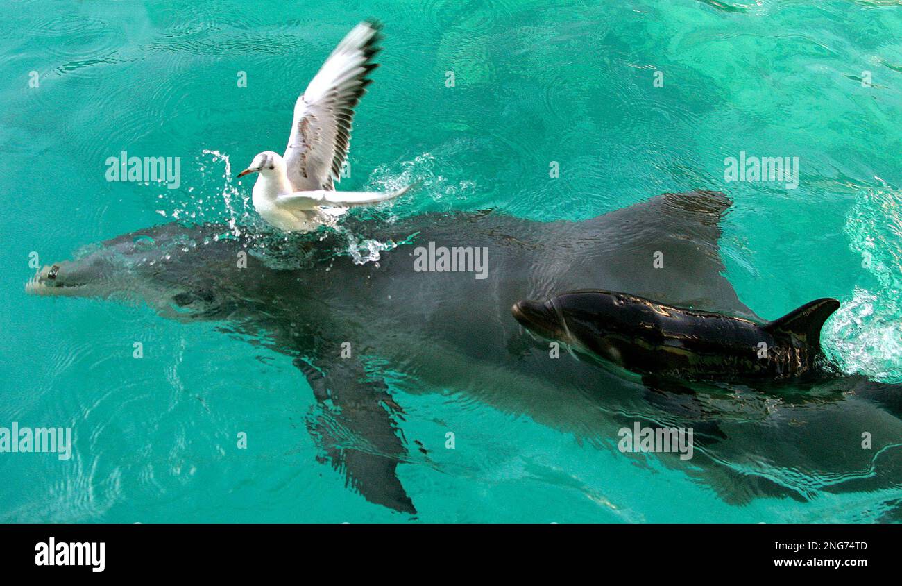 A seagull is seen with "Malou" a dolphin aged 23 years old and its ...