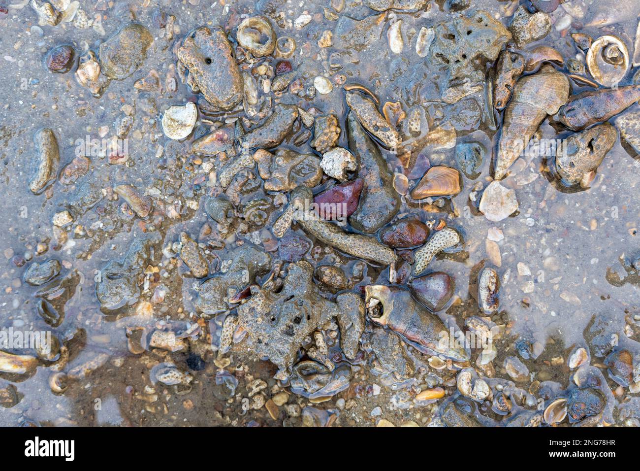 Stones and coral in low tide hi-res stock photography and images - Alamy