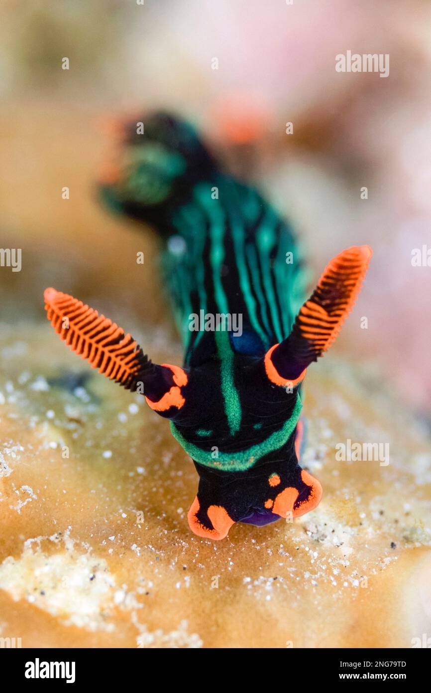 variable neon slug, Nembrotha kubaryana, aka dusky nembrotha, Lembeh ...