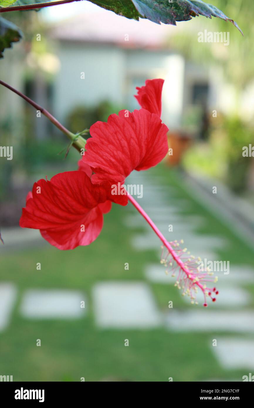 Golgota hi-res stock photography and images - Alamy