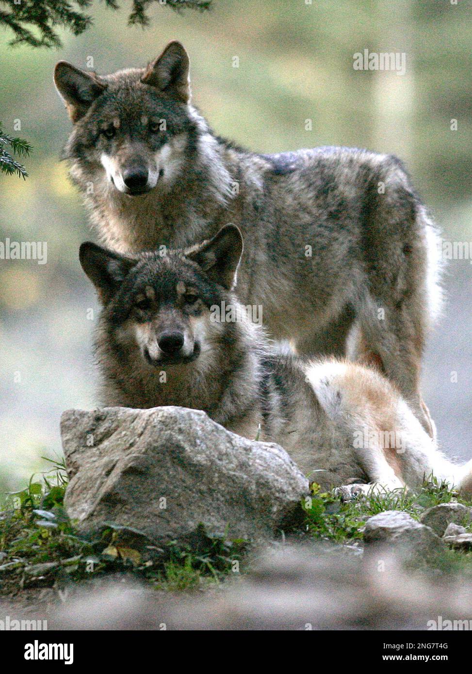 Wolves are seen in the wolves reserve "Alpha Park", in Saint Martin de ...
